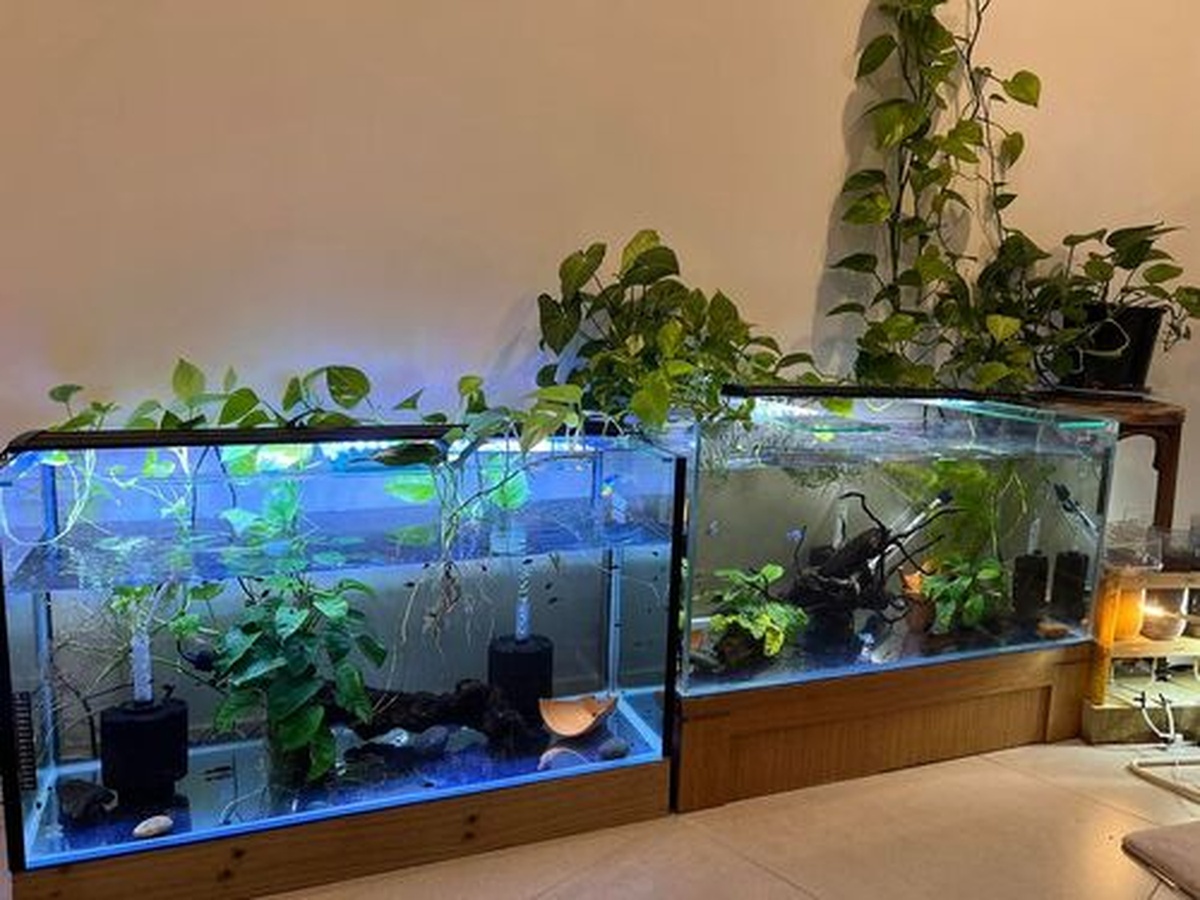 14 Brilliant Pothos in Aquarium Ideas for Natural Tanks