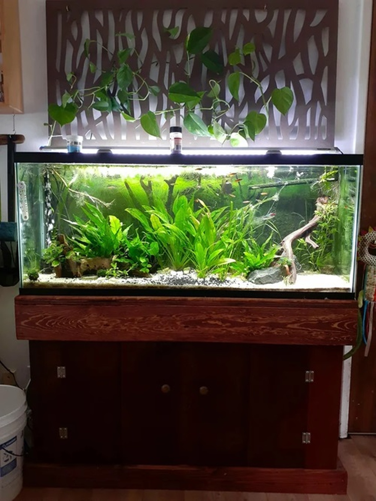 14 Brilliant Pothos in Aquarium Ideas for Natural Tanks