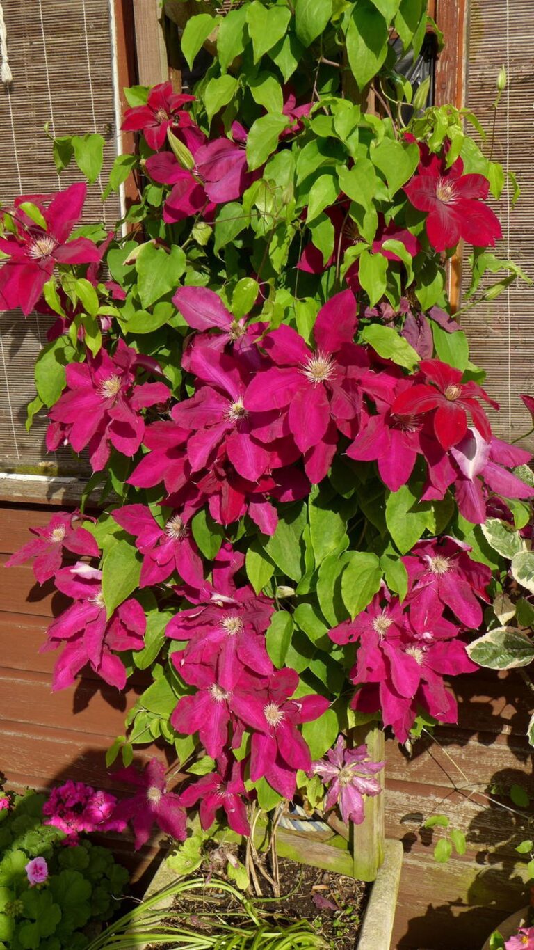 16 Charming Small Flowering Vines for Trellises to Admire