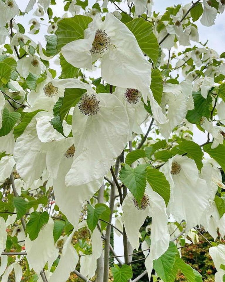 15 Beautiful Trees with Heart Shaped Leaves to Fall in Love With