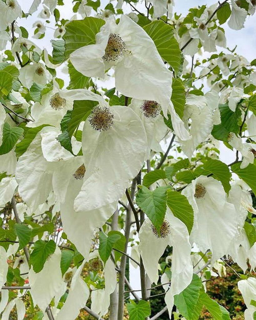 15 Beautiful Trees with Heart Shaped Leaves to Fall in Love With