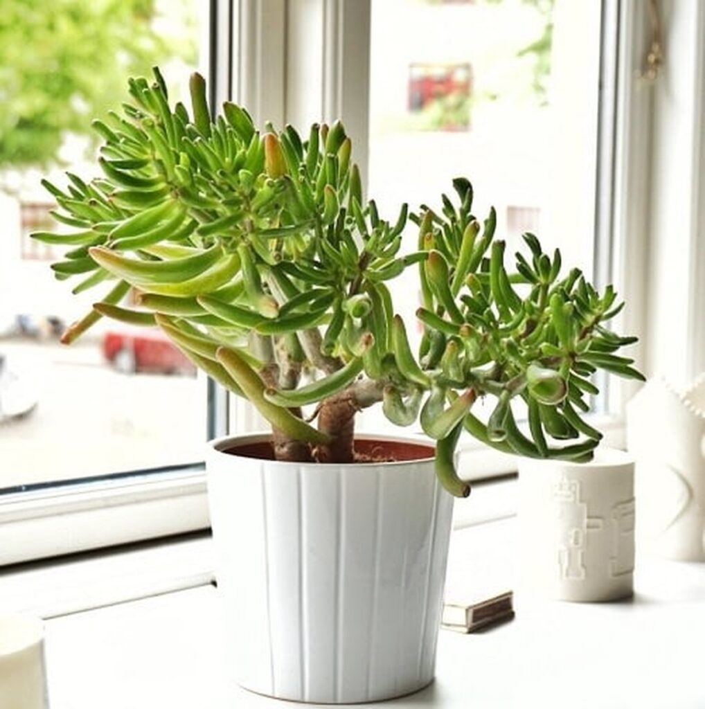 33 Stunning Types of Jade Plants to Brighten Any Space