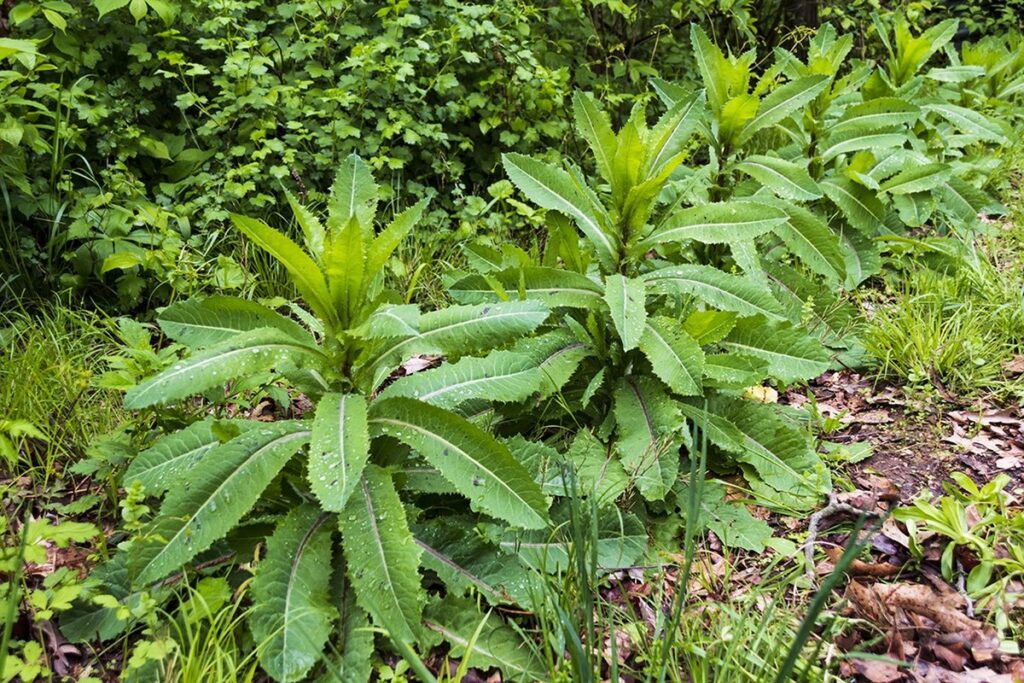 26 Fascinating Milky Sap Plants Every Garden Lover Should Know