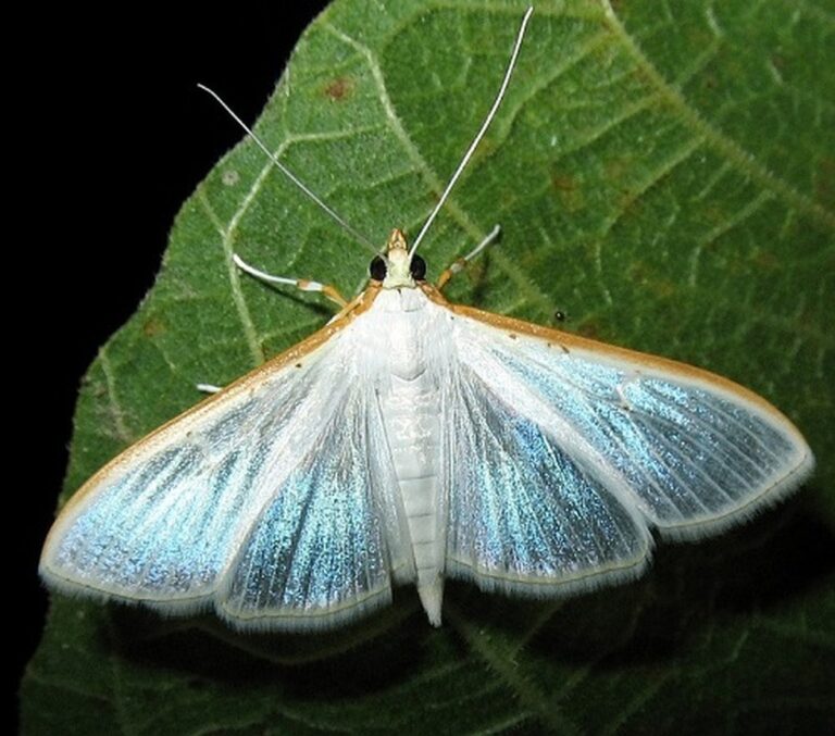 15 Fascinating Blue Moths to Spot in Your Garden