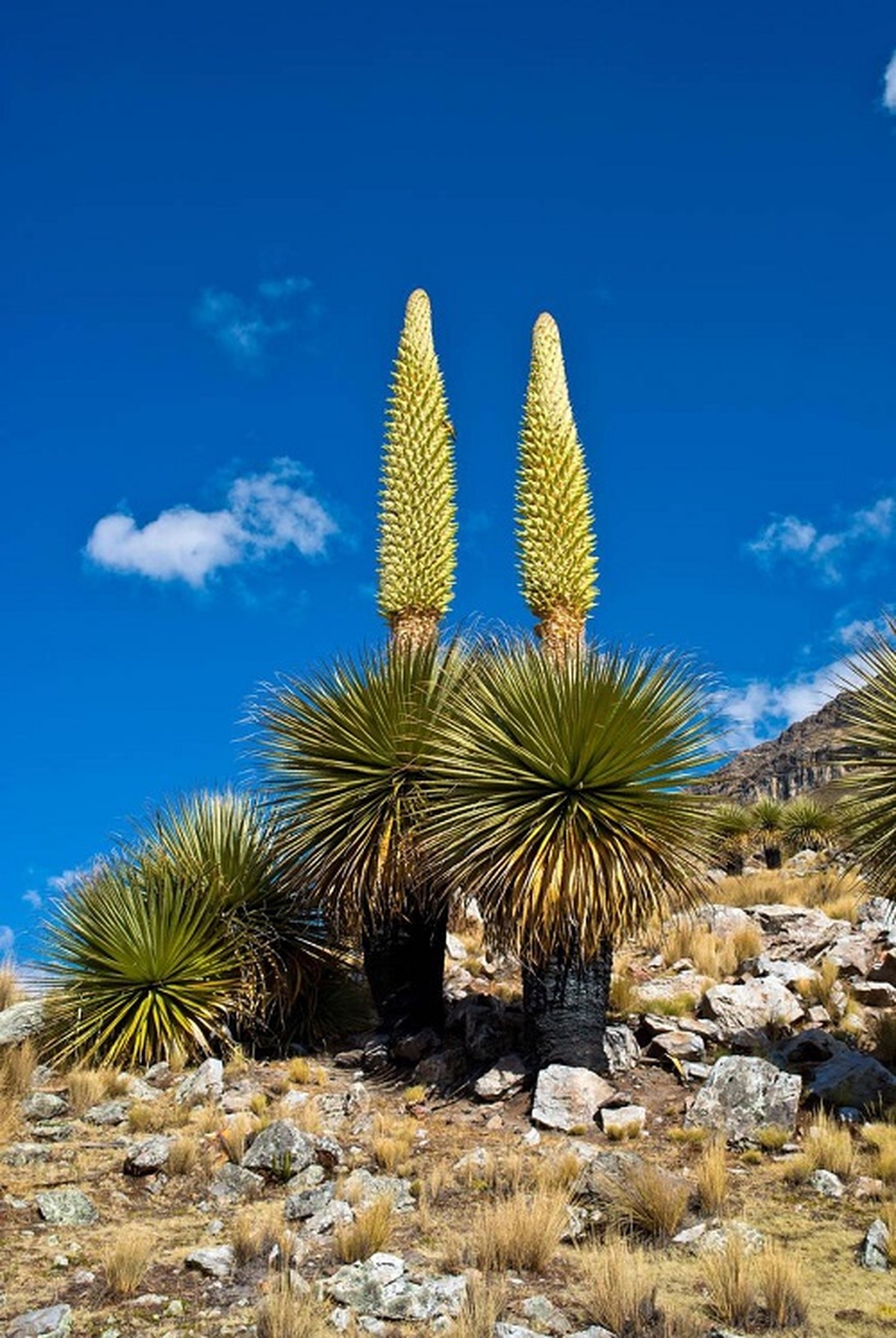 10 Amazing Plants That Look Like Pineapple Tops