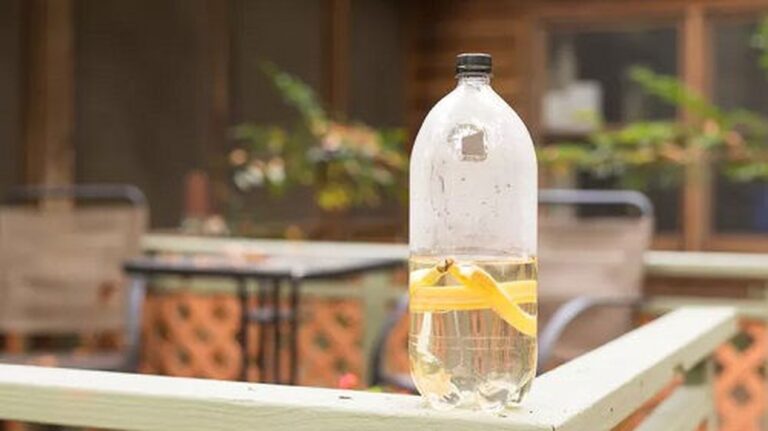 13 Simple DIY Mosquito Traps for Garden and Home that Really Work