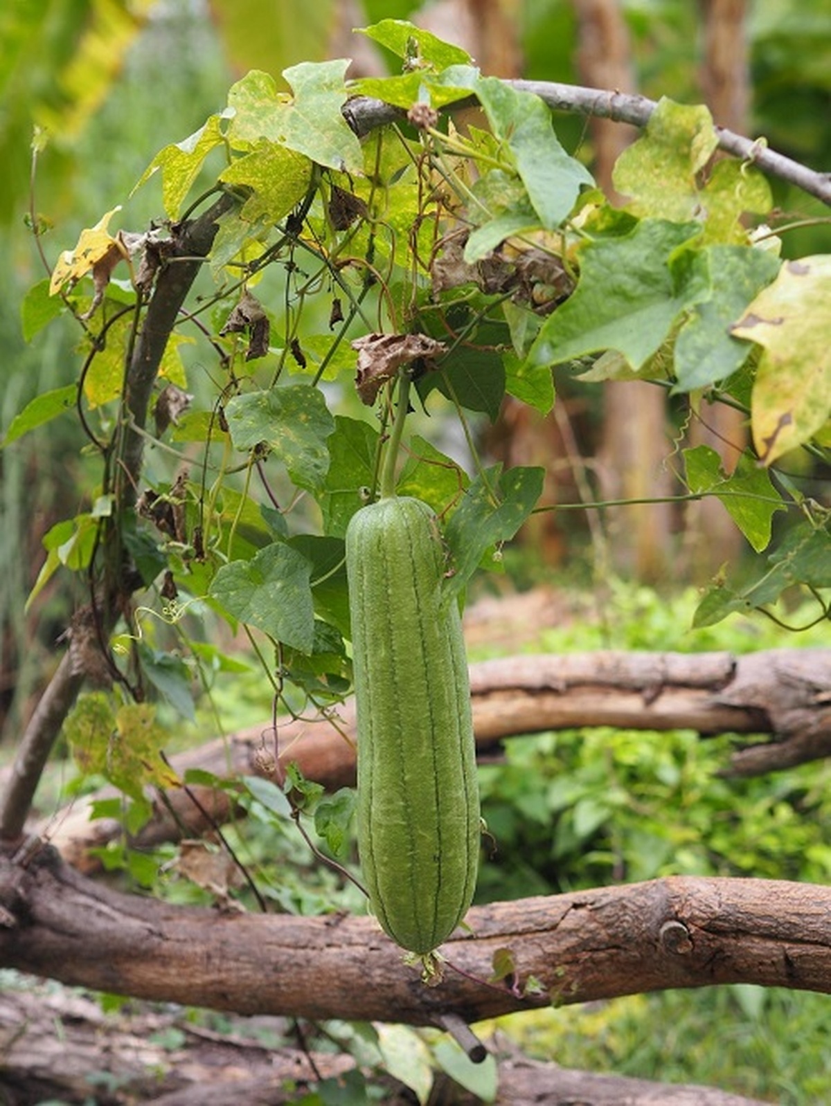 10 Amazing Vegetables That Look Like Cucumbers - Garden Twins!