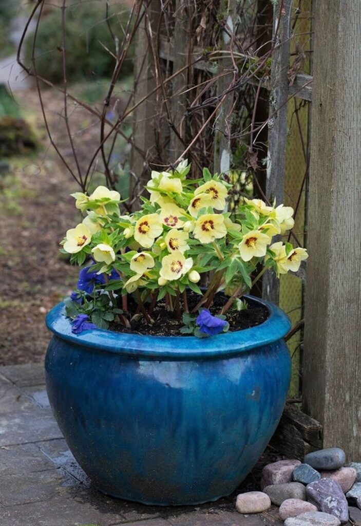 50 Stunning Yellow Perennial Flowers to Brighten Your Garden