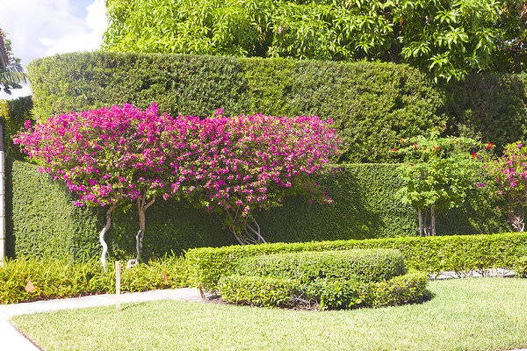 10 Stunning Bougainvillea Uses for a Garden Paradise