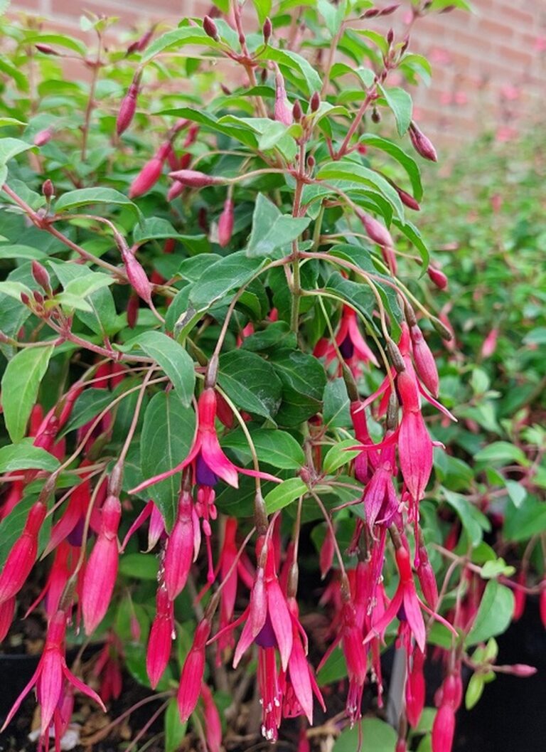 17 Breathtaking Hot Pink Flowers That Brighten Any Garden