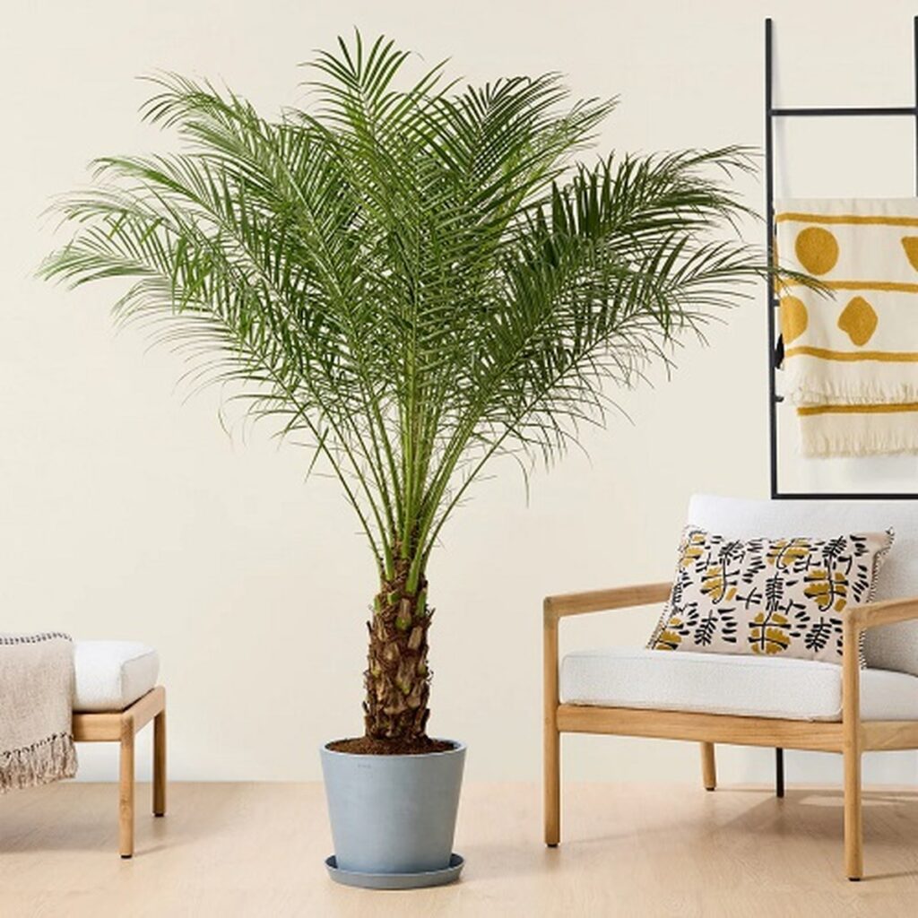 13 Gorgeous Indoor Trees Safe For Cats That Won't Harm Your Pet