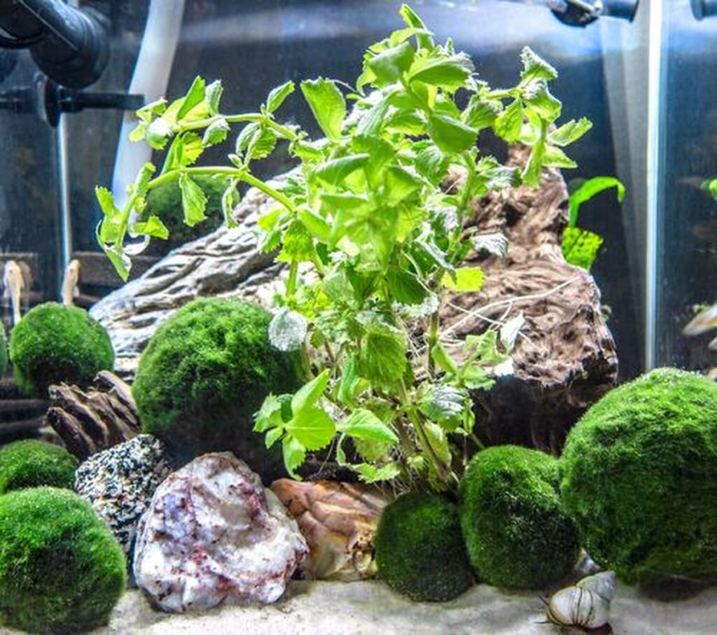 15 Stunning Fish Tank with Plants Ideas for a Vibrant Aquarium
