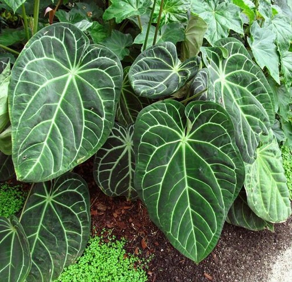27 Stunning Big Leaf Outdoor Plants for Garden