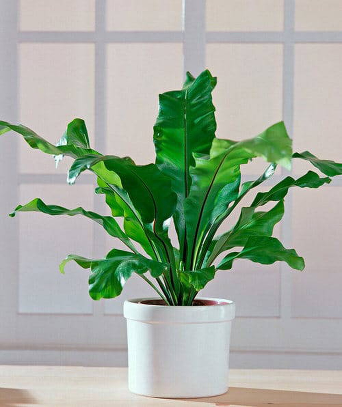 13 Amazing Plants that Resemble Snake Plants