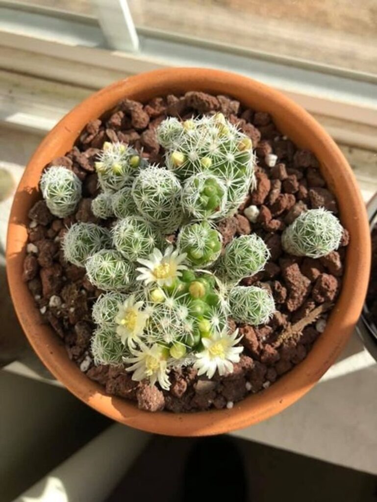25 Adorable Tiny Mini Succulents for Your Charming Garden