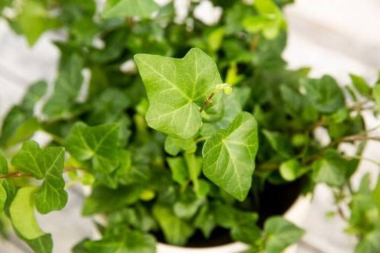 26 Stunning Types of Ivy Houseplants for Your Green Haven