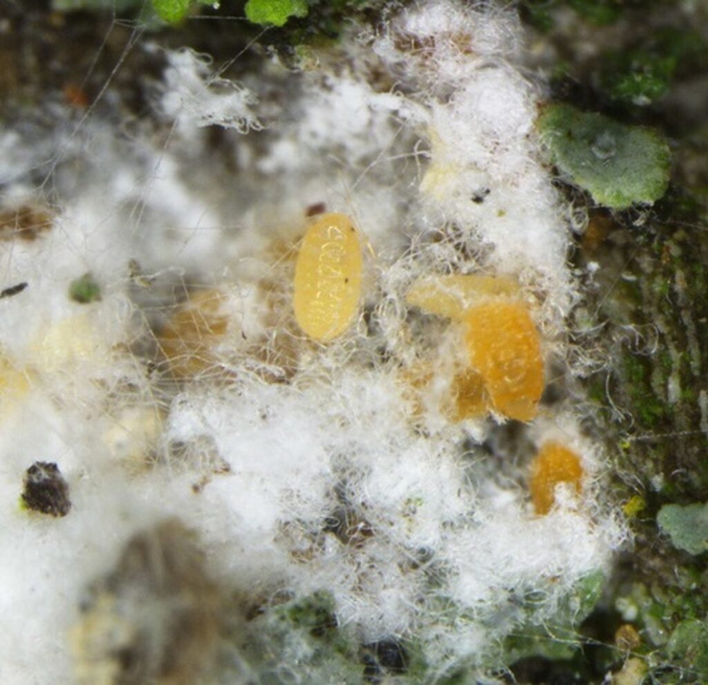 17 Tiny White Bugs That Look Like Lint: Spot Them Now!