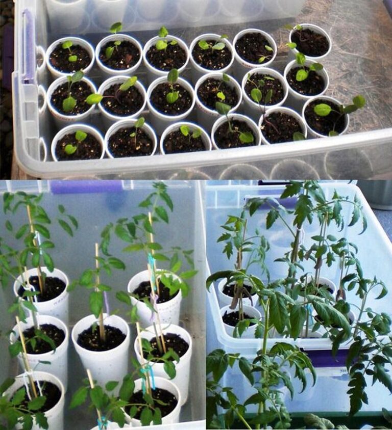 26 Clever DIY Seed Starting Hacks That Save Money and Time