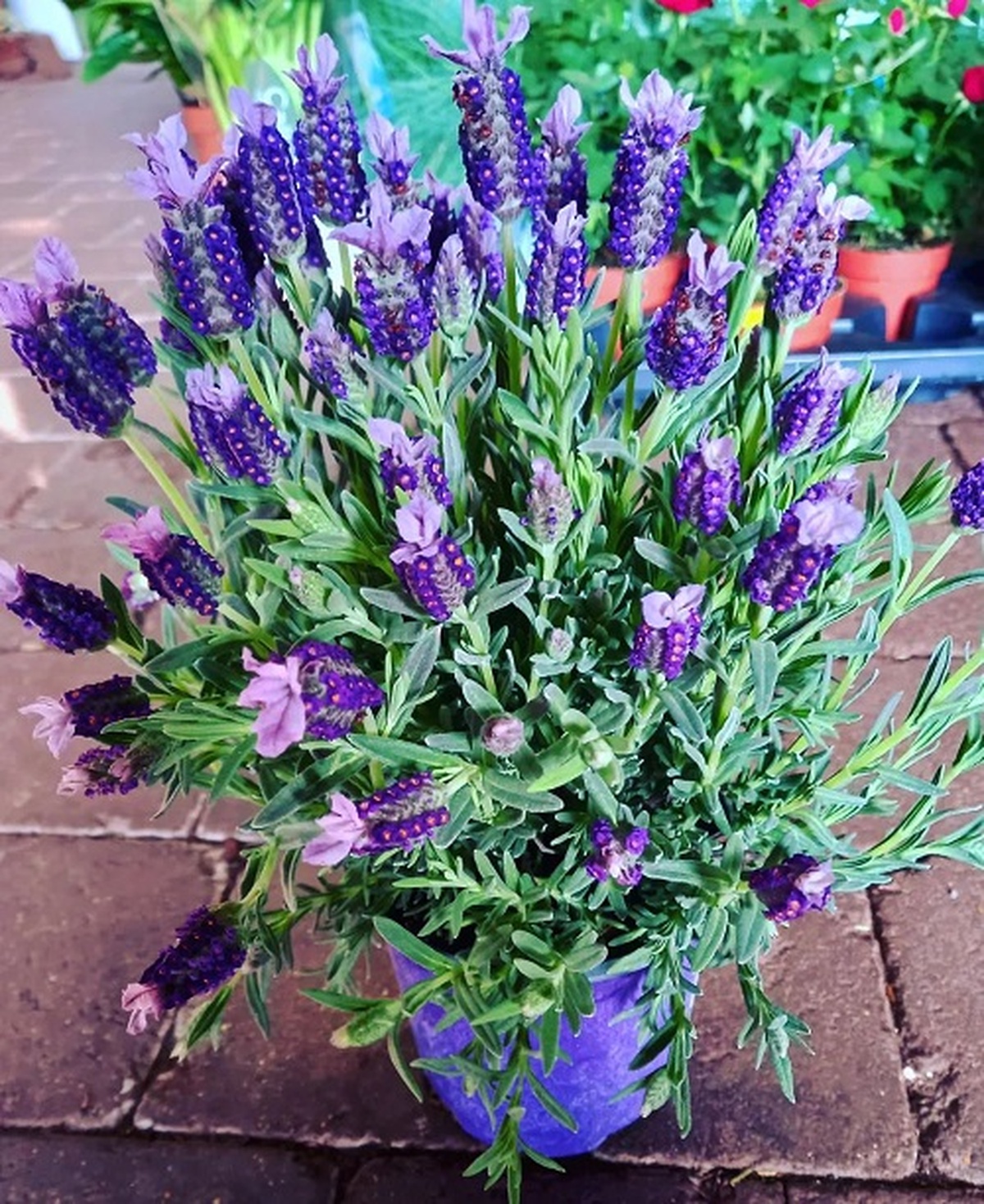 12 Stunning Lavender Perennials That Bloom Year After Year