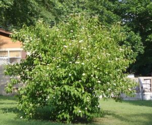 26 Stunning Dogwood Tree Varieties to Brighten Your Garden