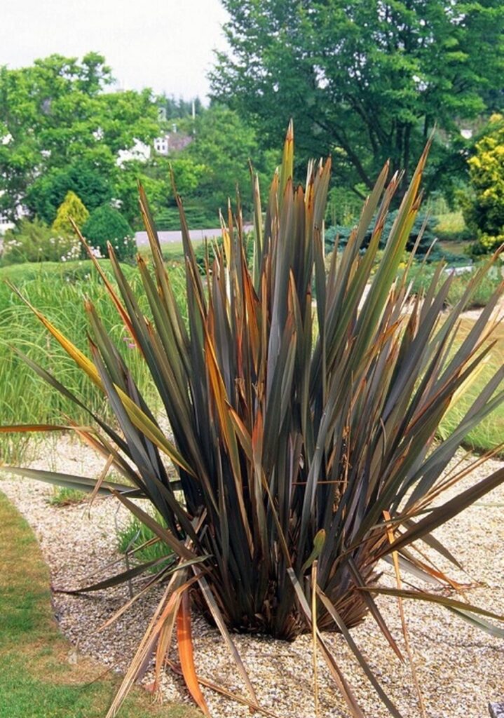 18 Stunning New Zealand Flax Varieties That Brighten Any Garden