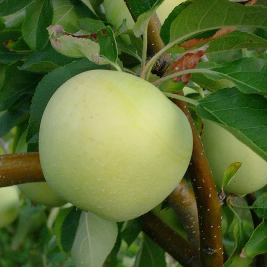 31 Delicious Green Apple Varieties to Taste This Season