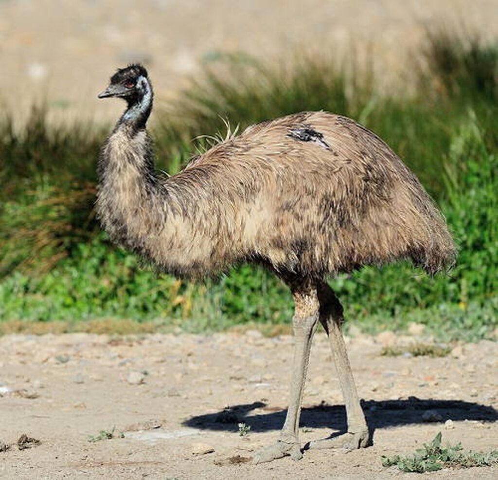 5 Most Hilariously Clueless Birds in the World