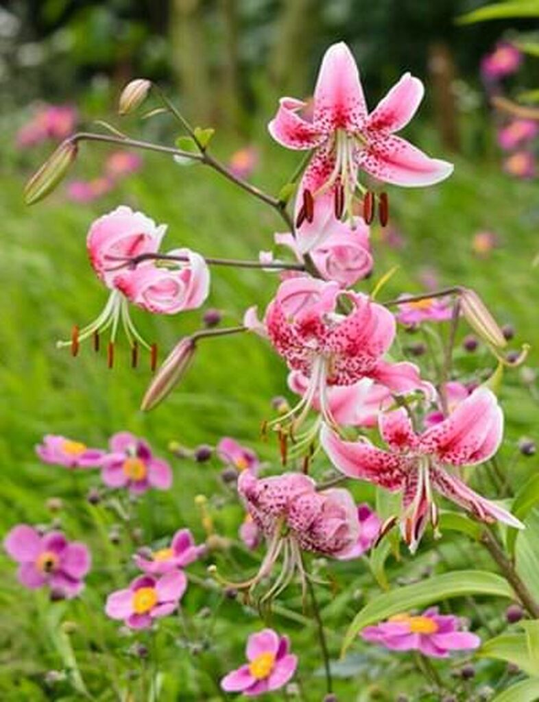 20 Enchanting Fragrant Lilies That Smell Heavenly