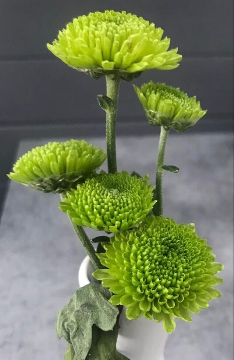9 Stunning Green Chrysanthemum Varieties and Their Meanings
