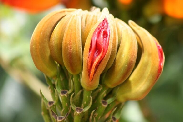 7 Beautiful Flowers That Look Like Vaginas - Nature's Secret Gems