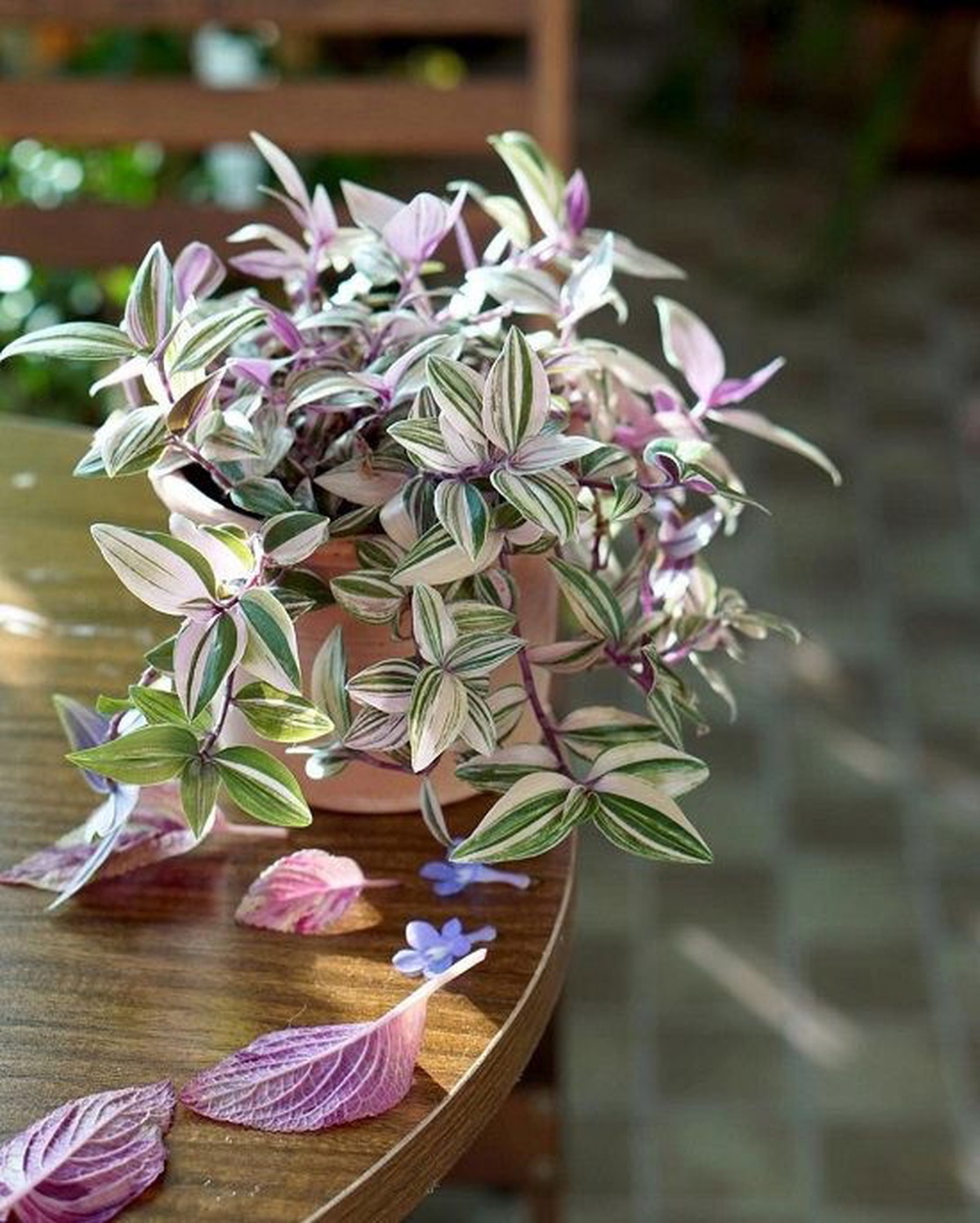 Stunning Varieties Of Wandering Jew Photos