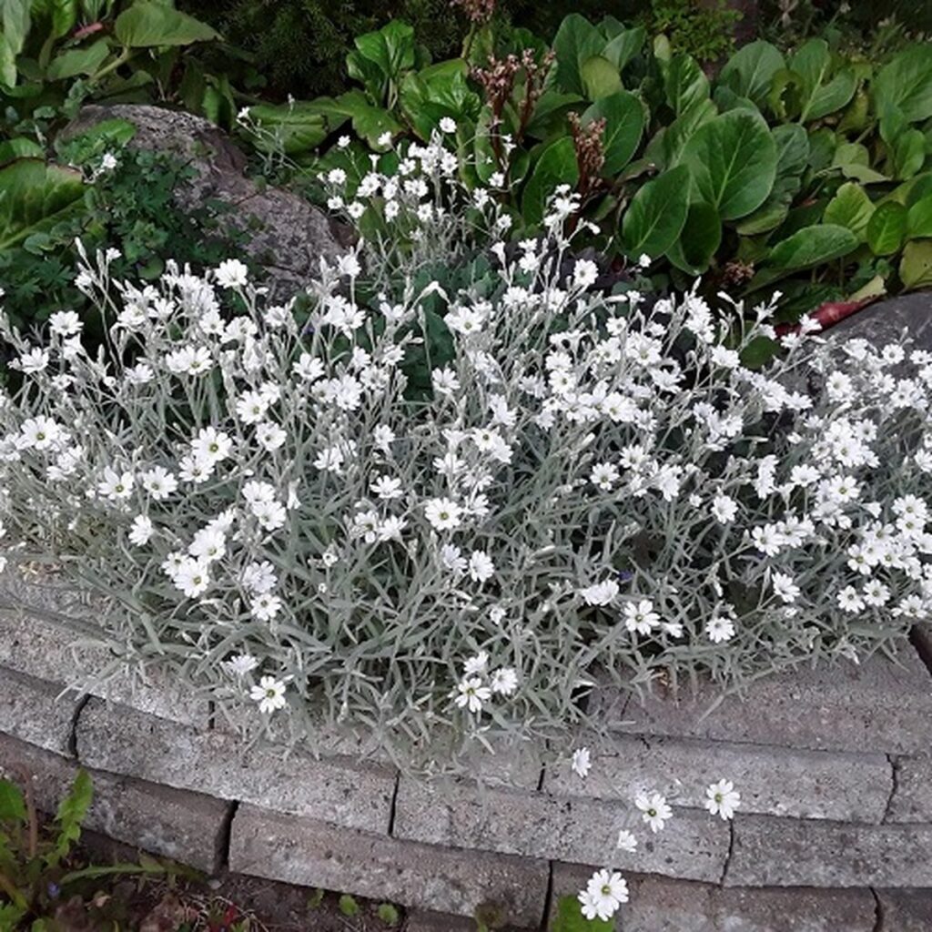 18 Stunning Ground Covers with White Flowers That Enchant