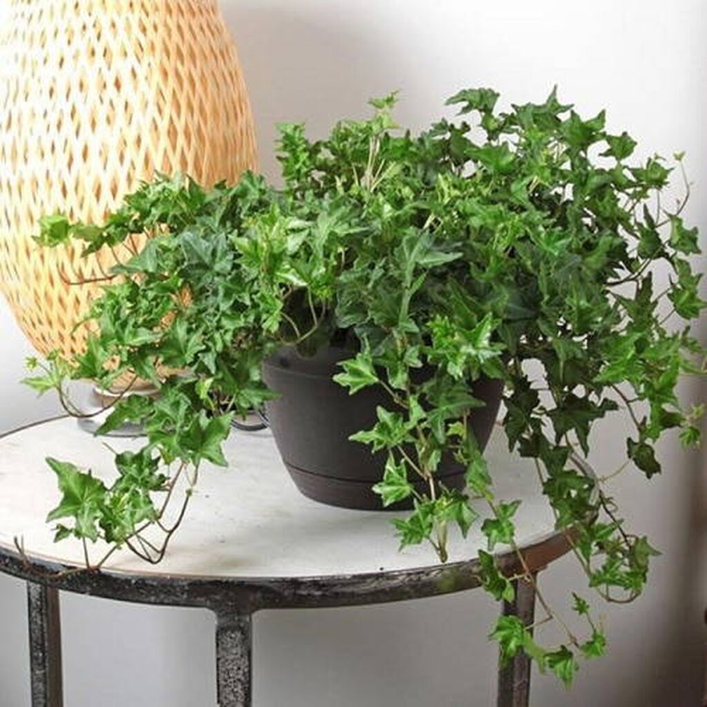 26 Stunning Types of Ivy Houseplants for Your Green Haven