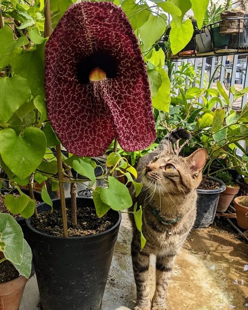 15 Surprising Ugly Flowers That Charm Every Garden Enthusiast