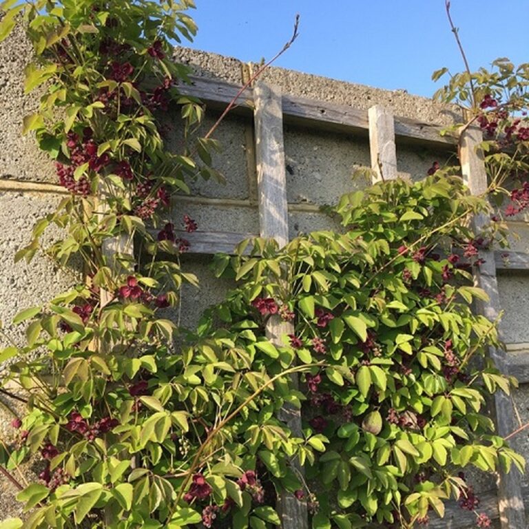 25 Gorgeous Evergreen Vines for Stunning Year-Round Beauty