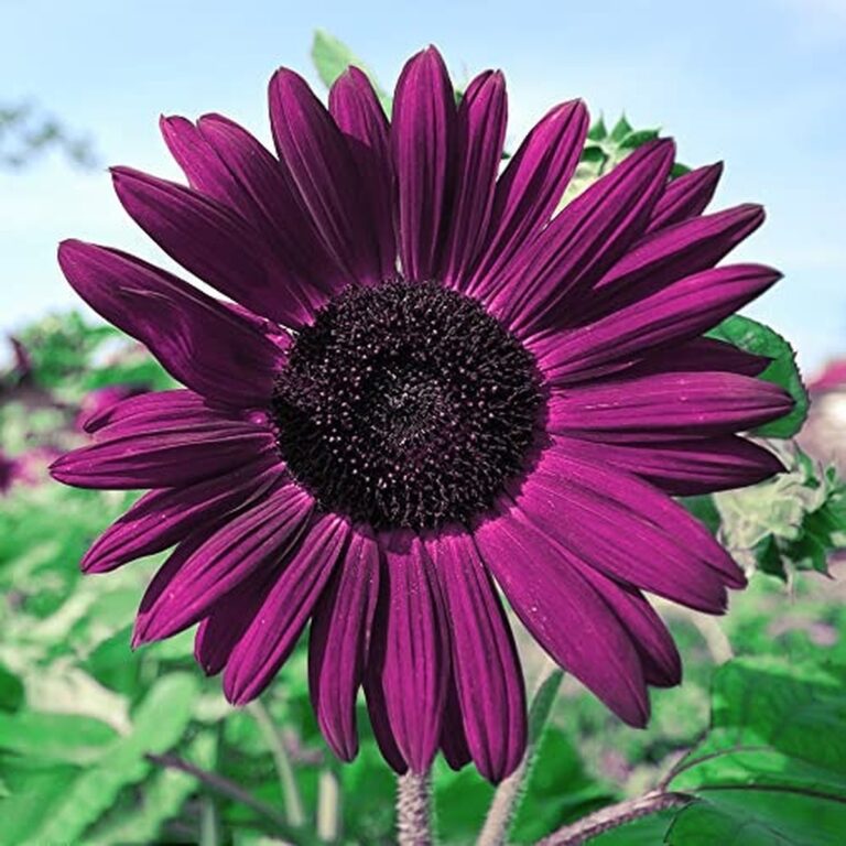 7 Stunning Purple Sunflowers That Brighten Any Garden