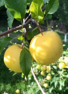 27 Delicious Yellow Apple Varieties Perfect For Your Garden