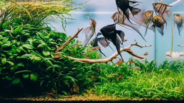 15 Stunning Fish Tank with Plants Ideas for a Vibrant Aquarium