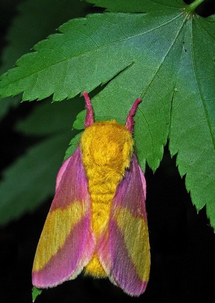 28 Adorable Moths That Are As Beautiful As Butterflies