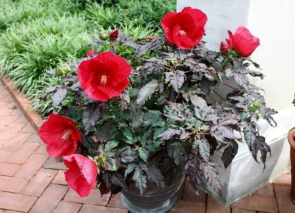 17 Stunning Red Plants in Florida with Pictures to Inspire You