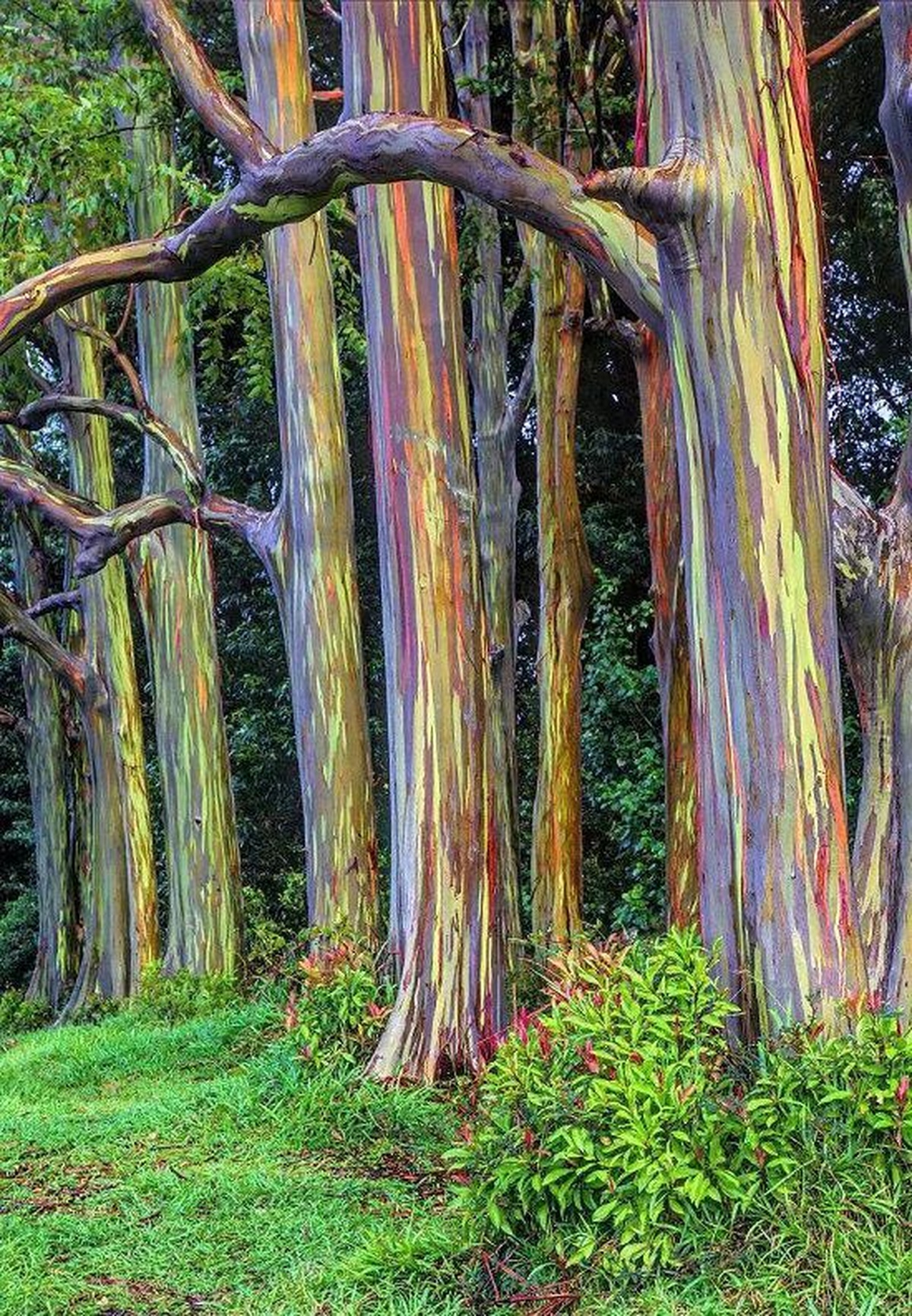 10 Greatest Magical Plants in Mythology