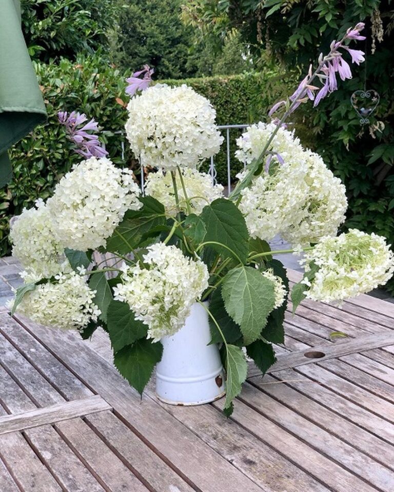 25 Beautiful Annabelle Flowers Ideas for Your Garden Paradise