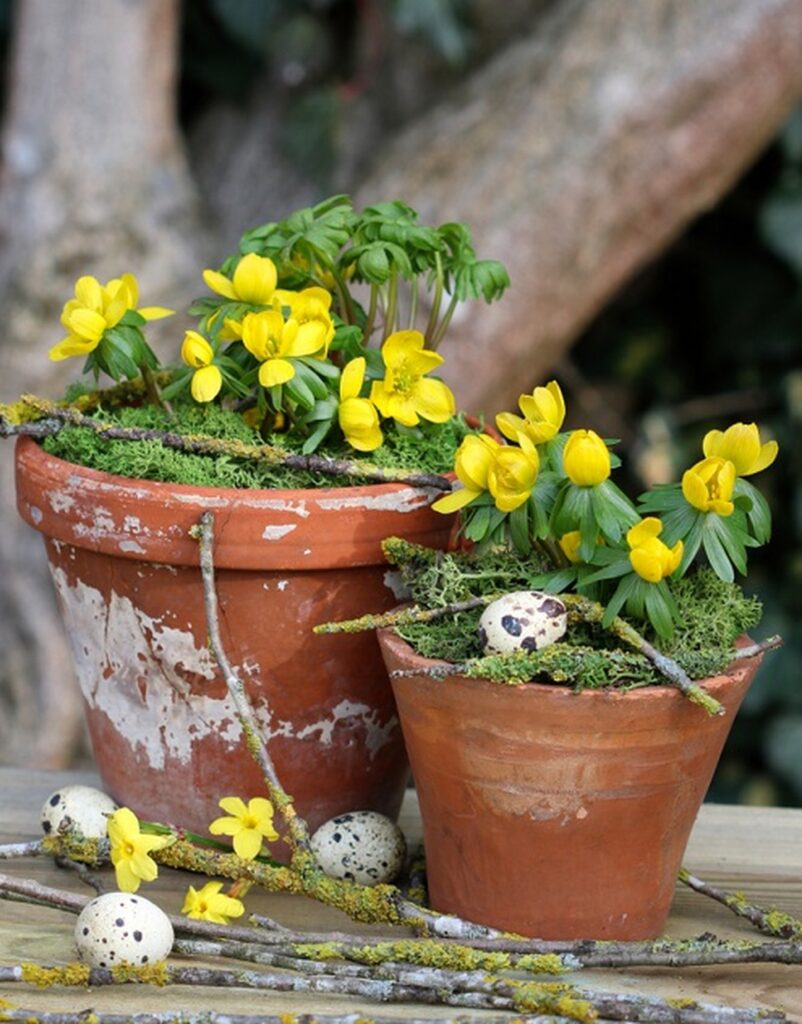 22 Beautiful Wildflowers For Pots That Bloom All Season Long