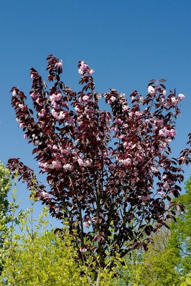 30 Stunning Red Leaf Plant Varieties to Brighten Your Garden