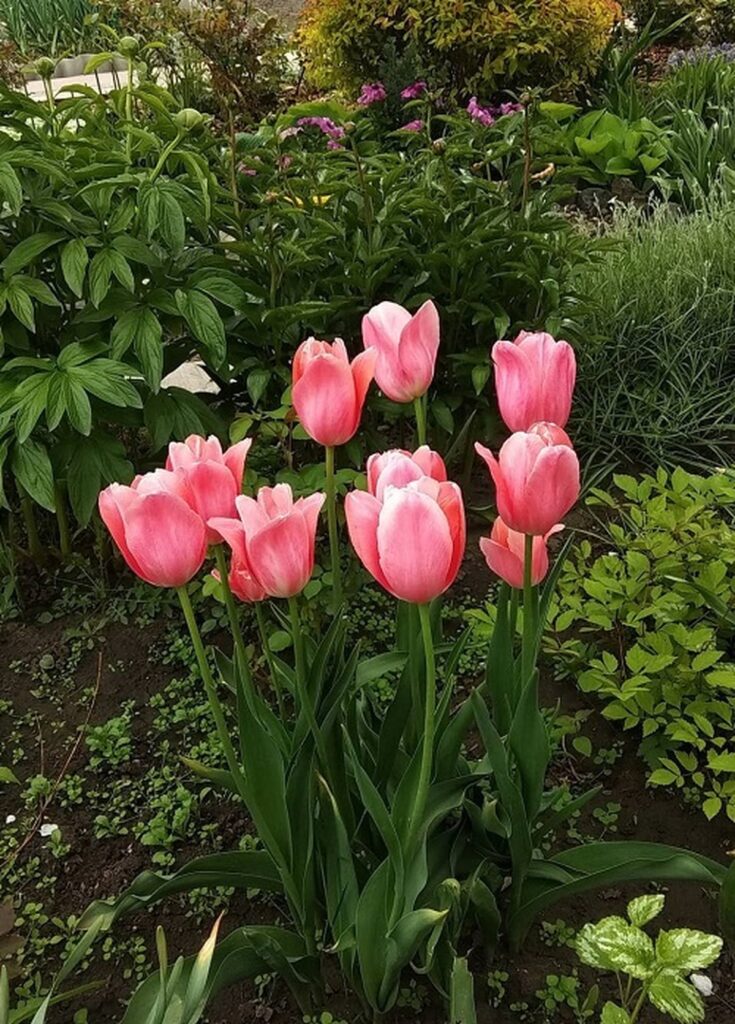 27 Beautiful Pink Tulip Types with Meanings