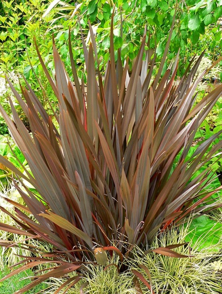 18 Stunning New Zealand Flax Varieties That Brighten Any Garden