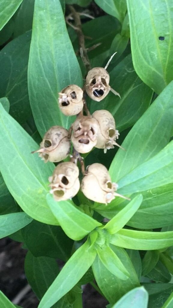 6 Mesmerizing Flowers That Look Like Skulls to Discover Today