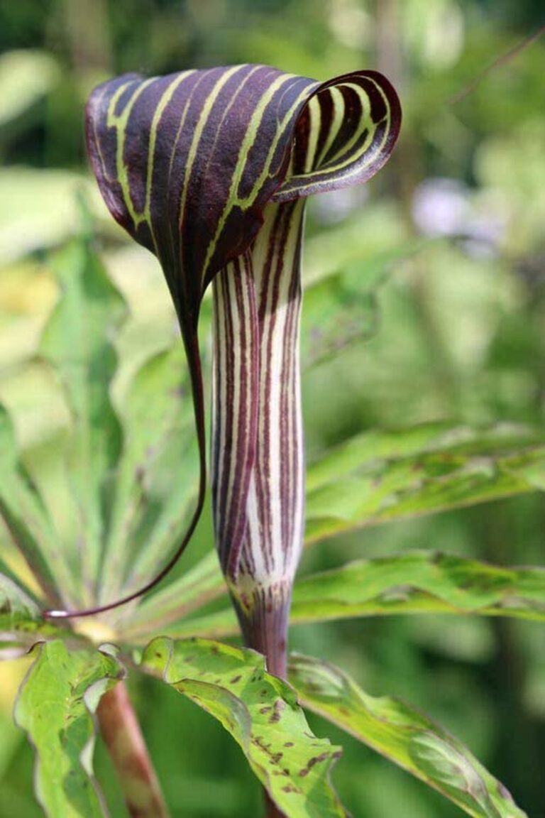 24 Bizarre Plants That Look Strangely Funny in Nature