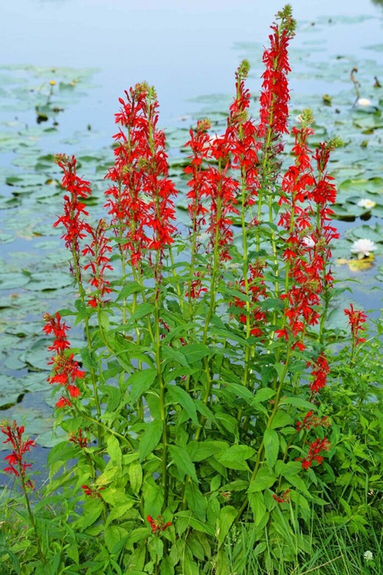 22 Beautiful Cone Shaped Flowers That Brighten Any Garden