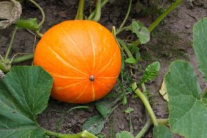 38 Delicious Types of Squash: Best Varieties for Your Garden